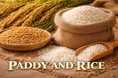 Champa Rice: The Ancient Grain That Changed Asian Agriculture - Espinin