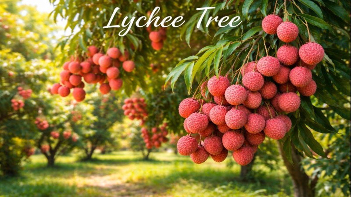 Lychee Tree: A Complete Guide to the Tropical Fruit Tree - Espinin